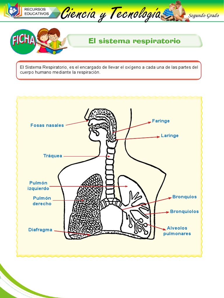 Hoja De Trabajo Del Sistema Respiratorio Para La Escuela Secundaria