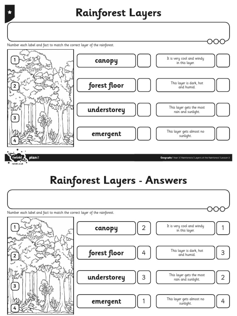 Differentiated Rainforest Layers Activity Sheet | PDF | Rainforest ...
