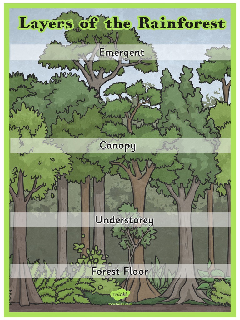 Layers of The Rainforest Poster A4 | PDF