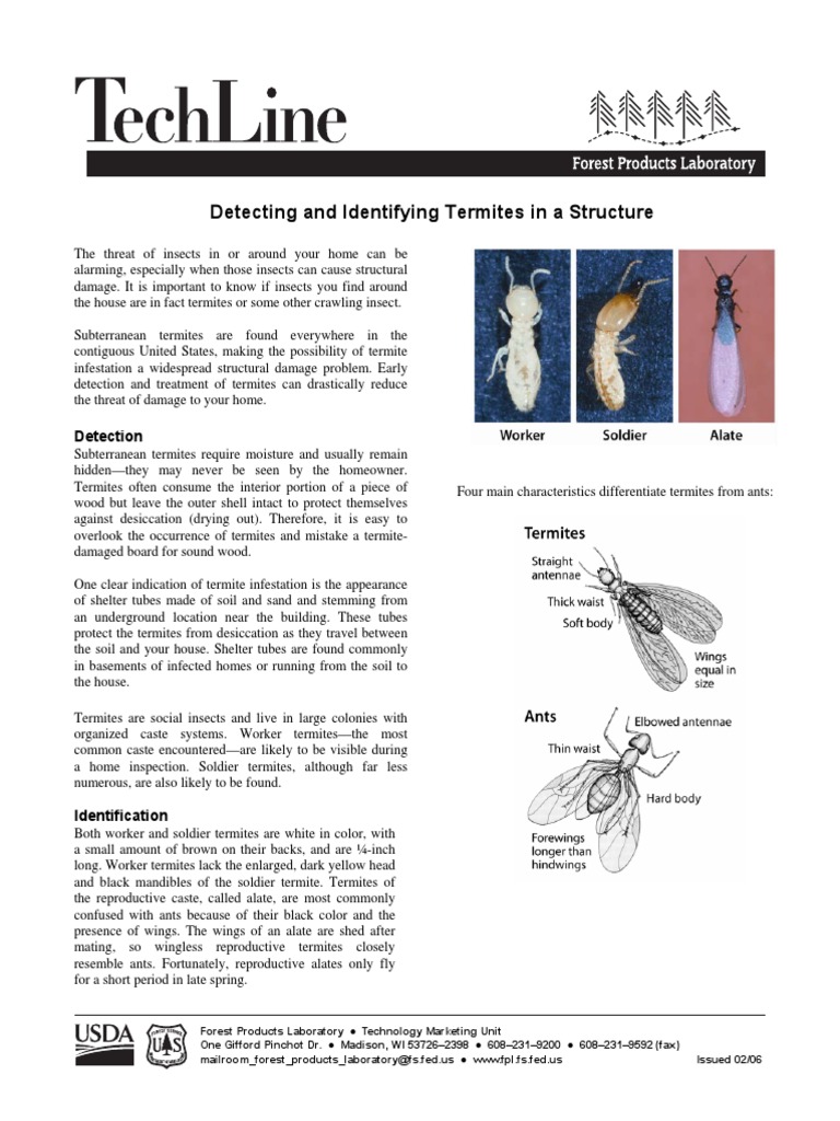 detecting-&-identifying-termites | PDF | Insects And Humans | Hexapoda