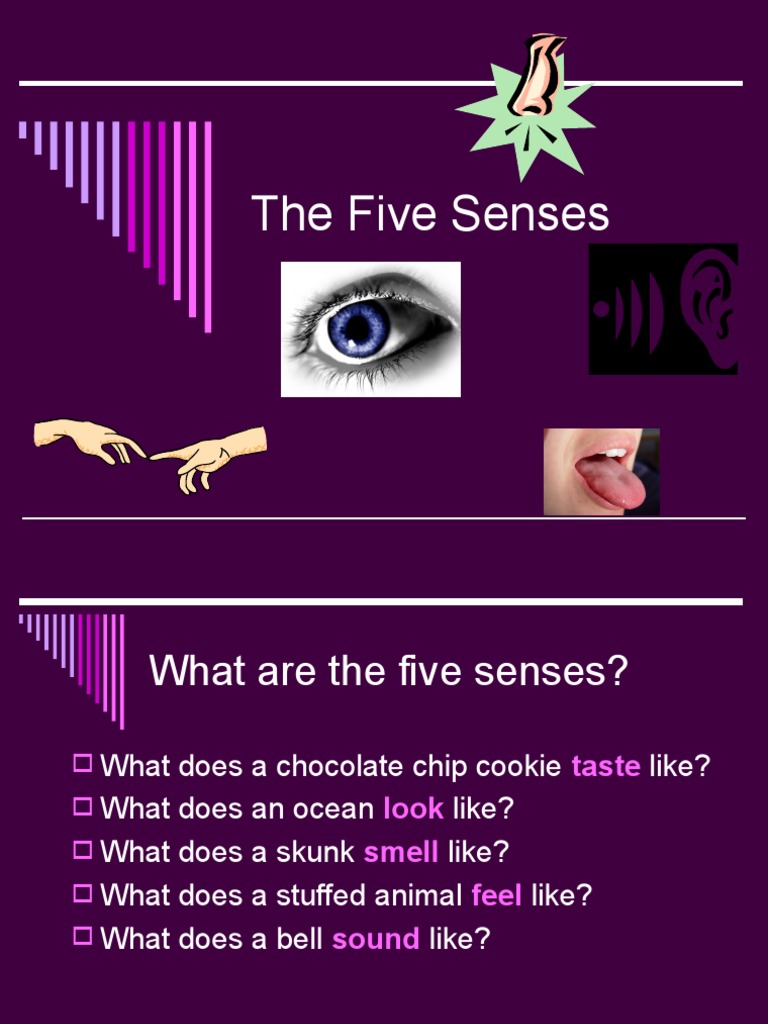 The Five Senses | PDF | Taste | Senses