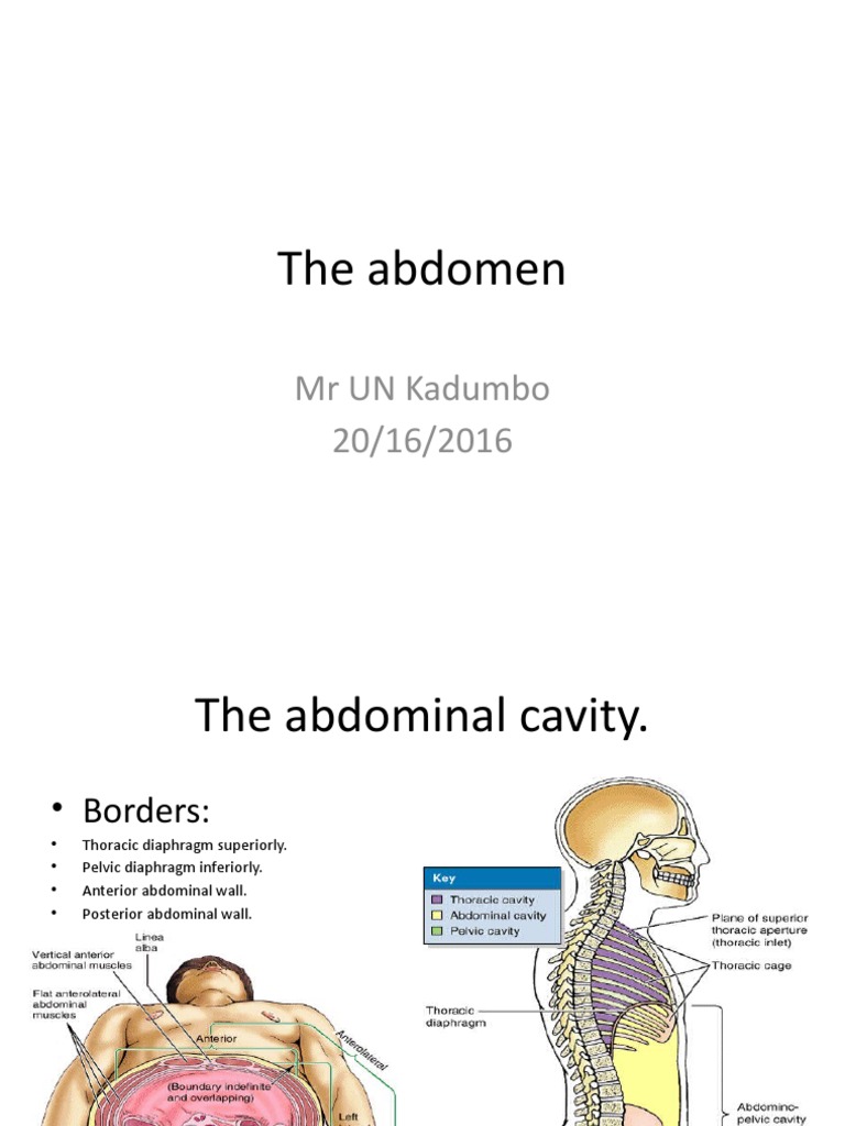 1.the Abdomen | PDF | Abdomen | Musculoskeletal System