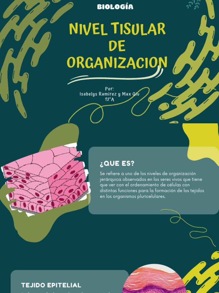 Nivel Tisular de Organización | PDF