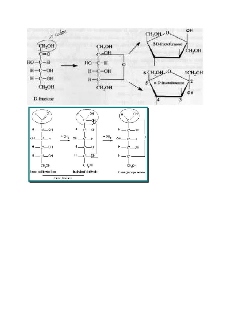 Cyclisation Du Glucose | PDF