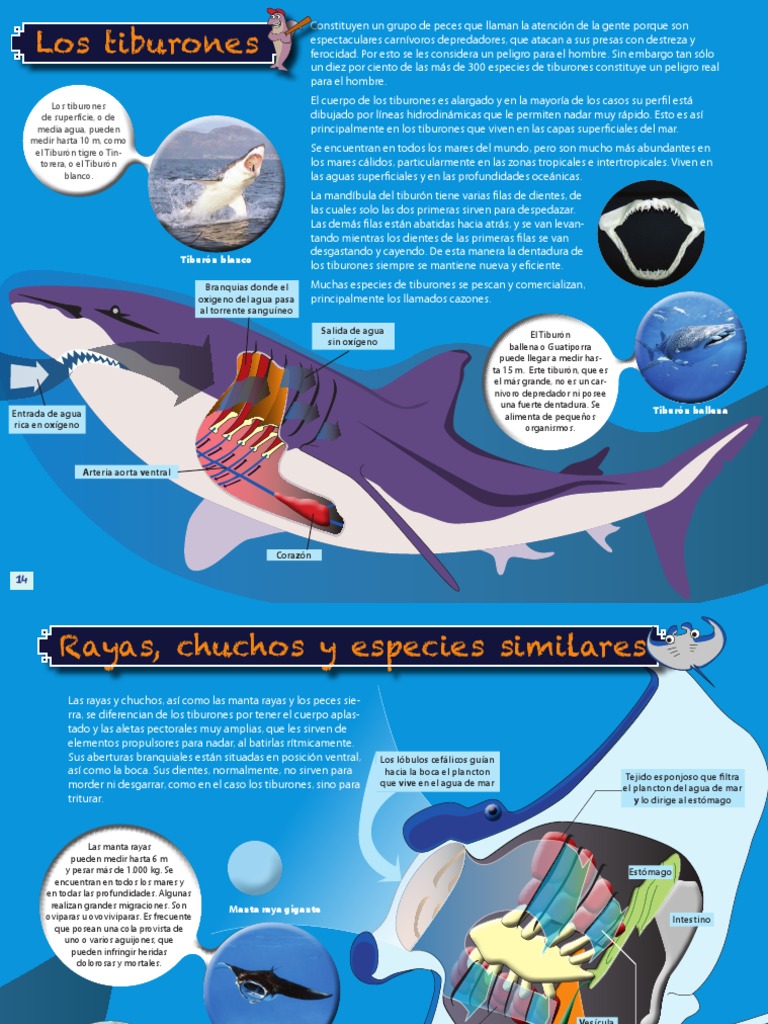 07 Los Tiburones | PDF | Tiburones | Pescado