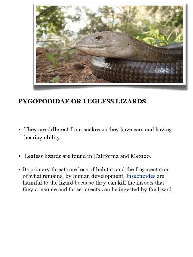 Pygopodidae or Legless Lizards | PDF