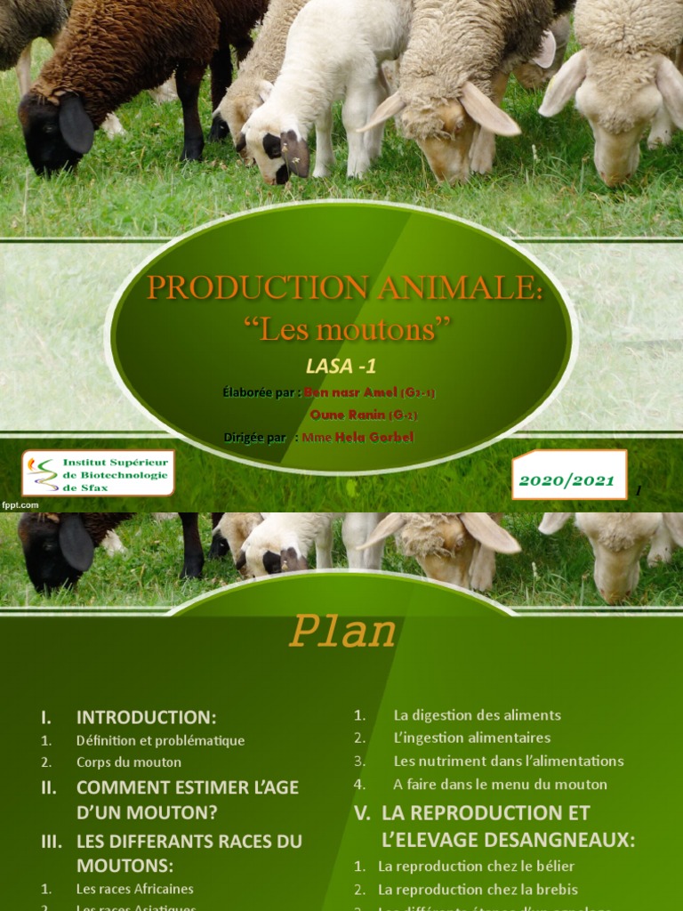 Production Animale | PDF | Mouton | Laine