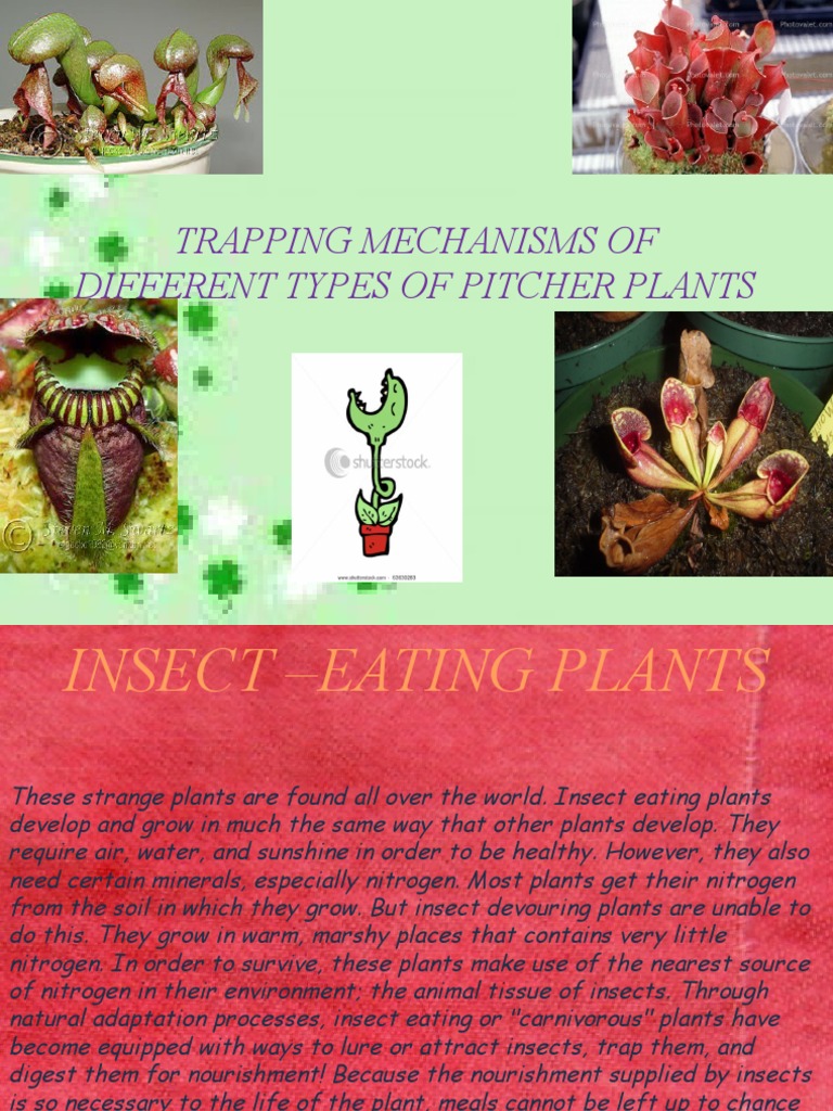 Trapping Mechanism of Plants | Download Free PDF | Taxa | Organisms