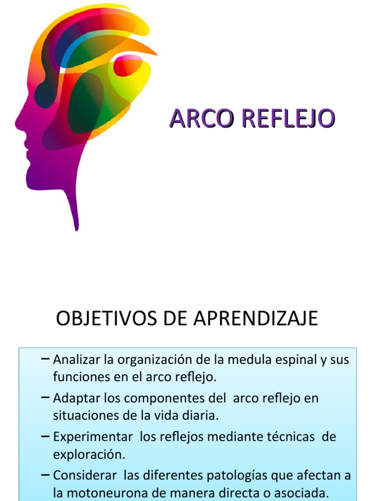 Funciones del Arco Reflejo | PDF | Cerebro | Médula espinal