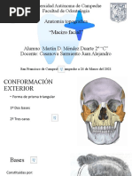 Diapositivas de Regiones de La Cara | PDF | Anatomía humana | Anatomía