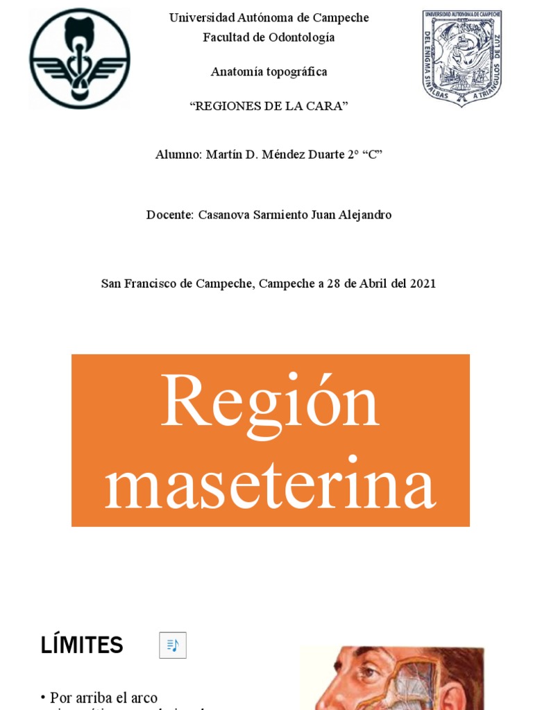 Diapositivas de Regiones de La Cara | PDF | Anatomía humana | Anatomía