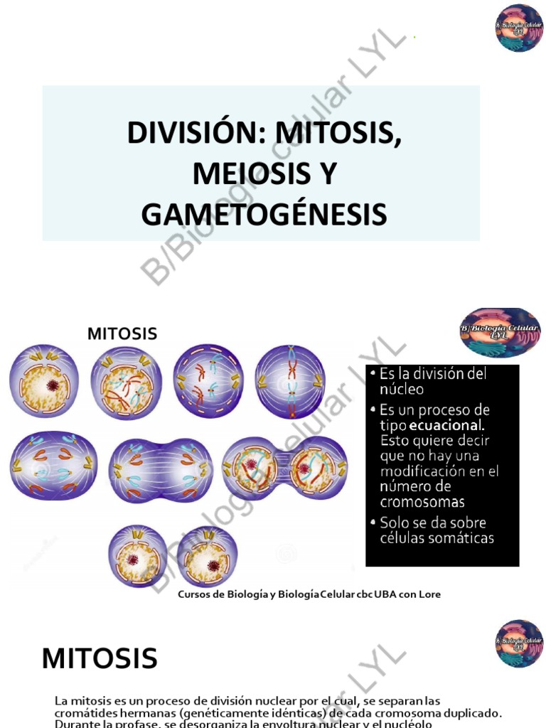 8-Mitosis, Meiosis, Gametognesis | PDF | Mitosis | Mitosis