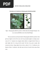Apitong Tree: Characteristics and Uses | PDF | Home & Garden