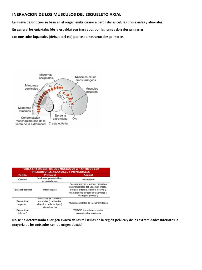 Inervacion de Los Musculos Del Esqueleto Axial | PDF