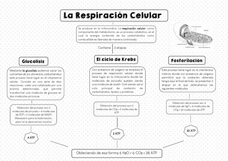 Organizador Visual de La Respiracion Celular | PDF | Respiración celular | Trifosfato de adenosina