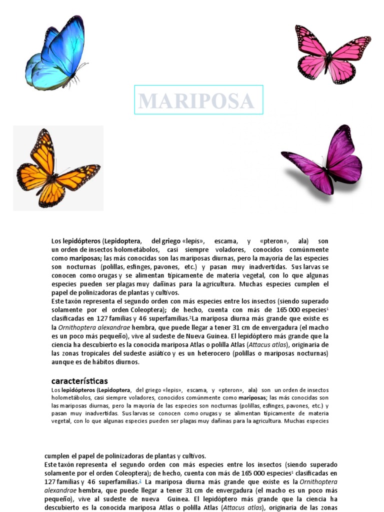 Exposicion de La Mariposa | PDF | Lepidópteros | Polilla