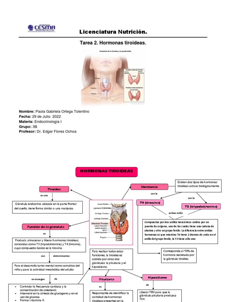 Tarea 2. Hormonas Tiroideas | PDF | Tiroides | Hormona estimulante de la tiroides