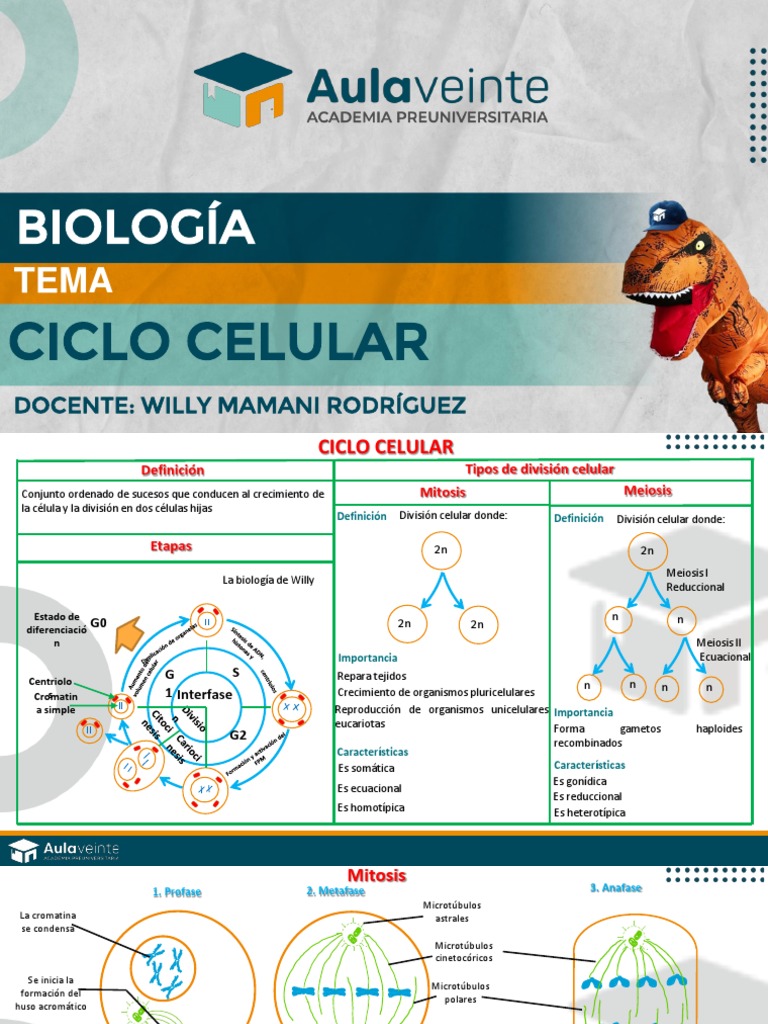 Biologia Ciclo Celular | PDF | Mitosis | Mitosis