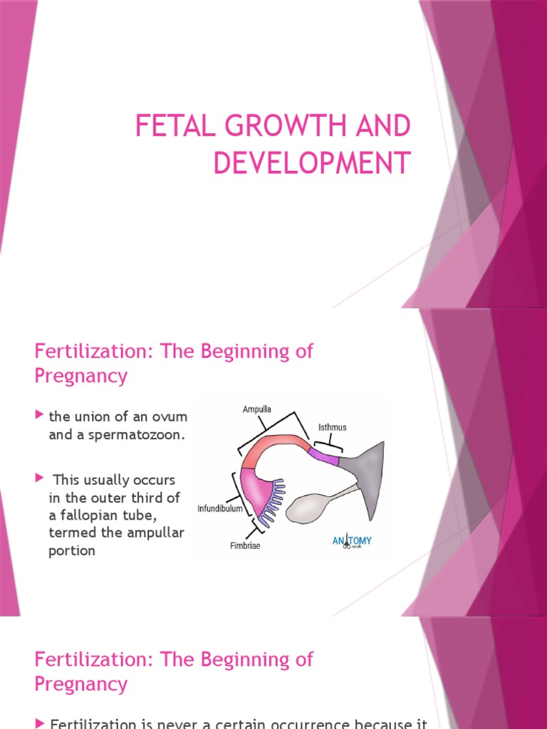 Fetal Growth and Development | PDF