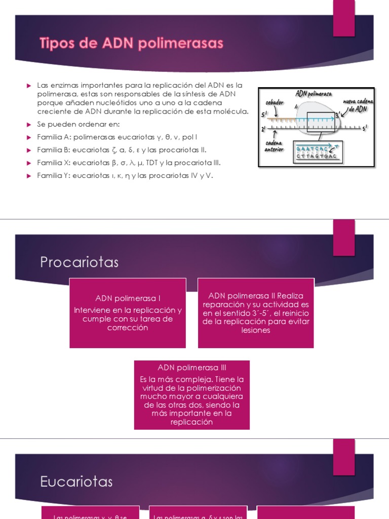Tipos de ADN Polimerasas | PDF | Rna | Reparación de adn
