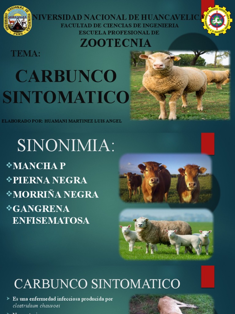 Síntomas y tratamiento del carbunco bovino | PDF | Ántrax | Medicina ...