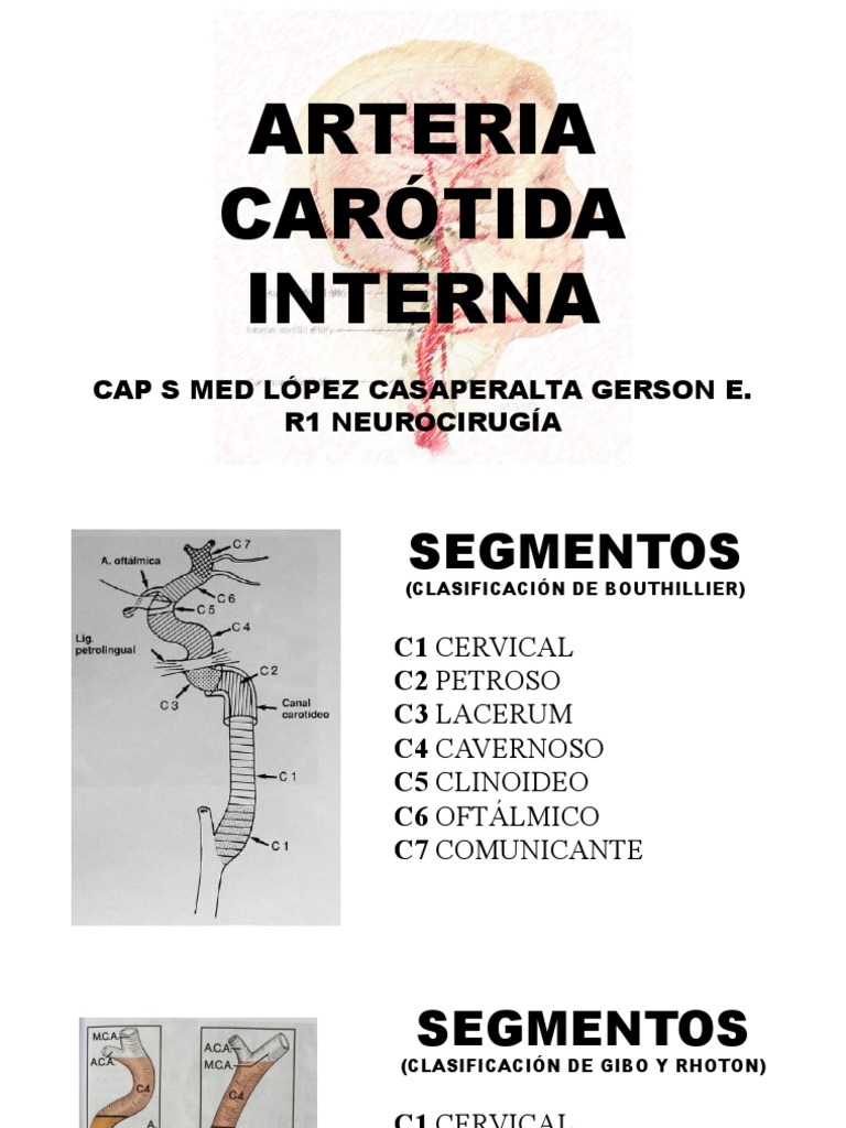 Arteria Carótida Interna | PDF | Anatomía | Angiología