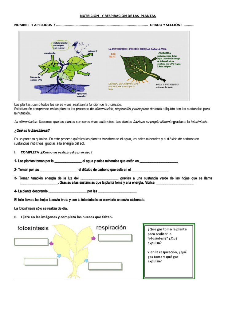 Nutrición y respiración en plantas | PDF | Plantas | Fotosíntesis