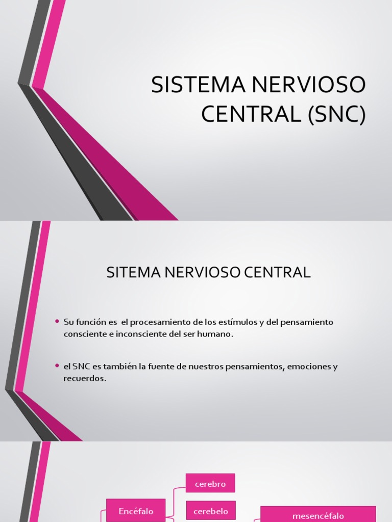 Funciones y Estructura del SNC | PDF | Sistema nervioso central | Cerebro
