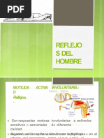 Reflejo Cremastérico: Definición y Ausencia | PDF