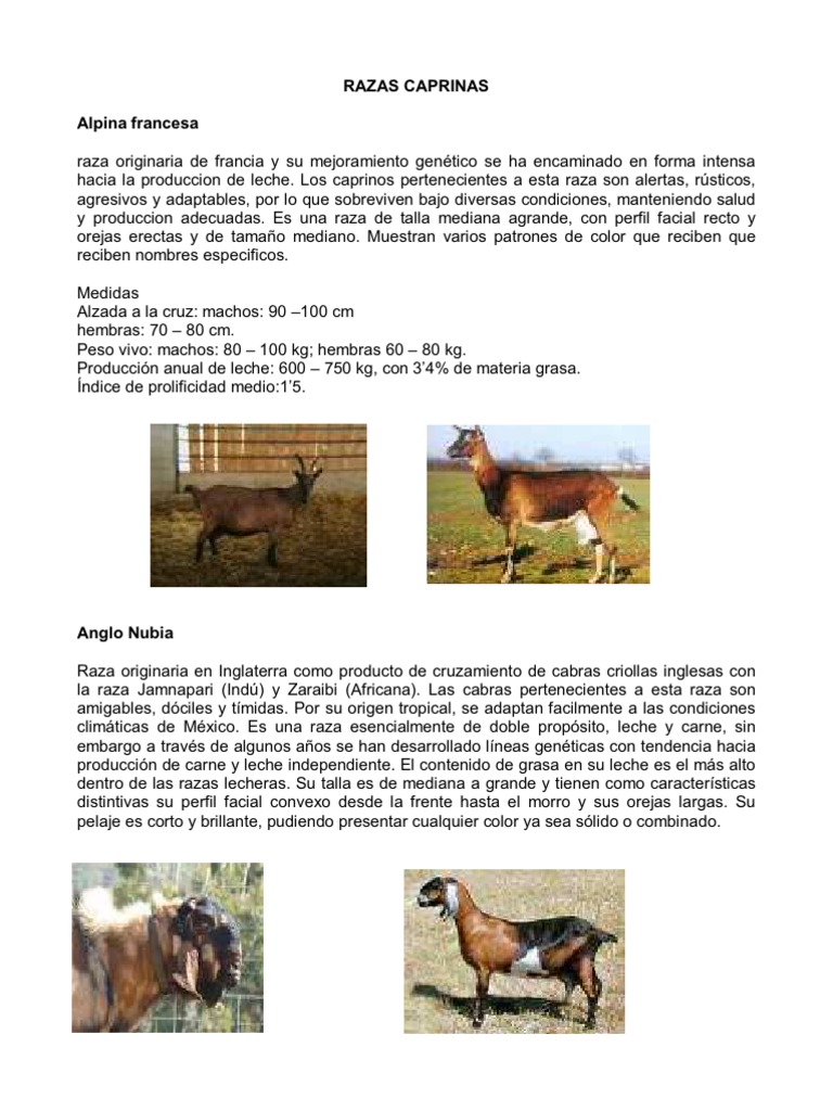 Razas Caprinas Pdf Cabra Naturaleza