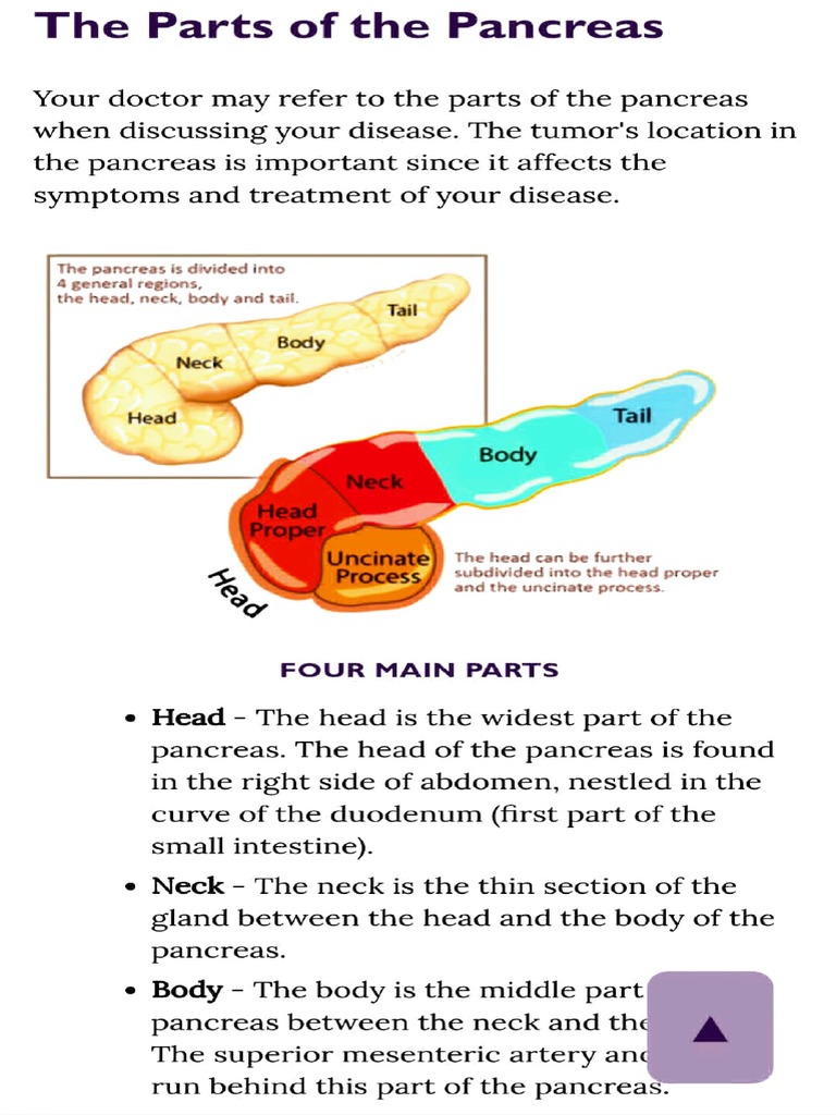 Understand Your Body Part-Pancreas-Parts&function | PDF | Pancreas ...