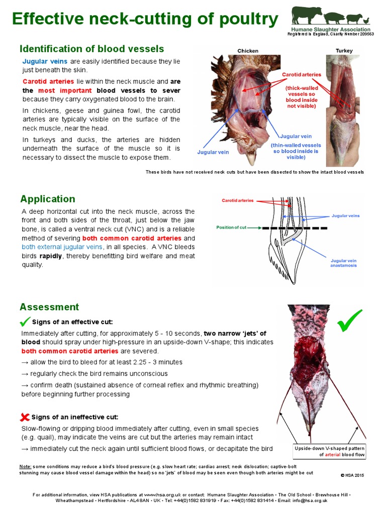 Effective Neck-Cutting of Poultry: Identification of Blood Vessels ...