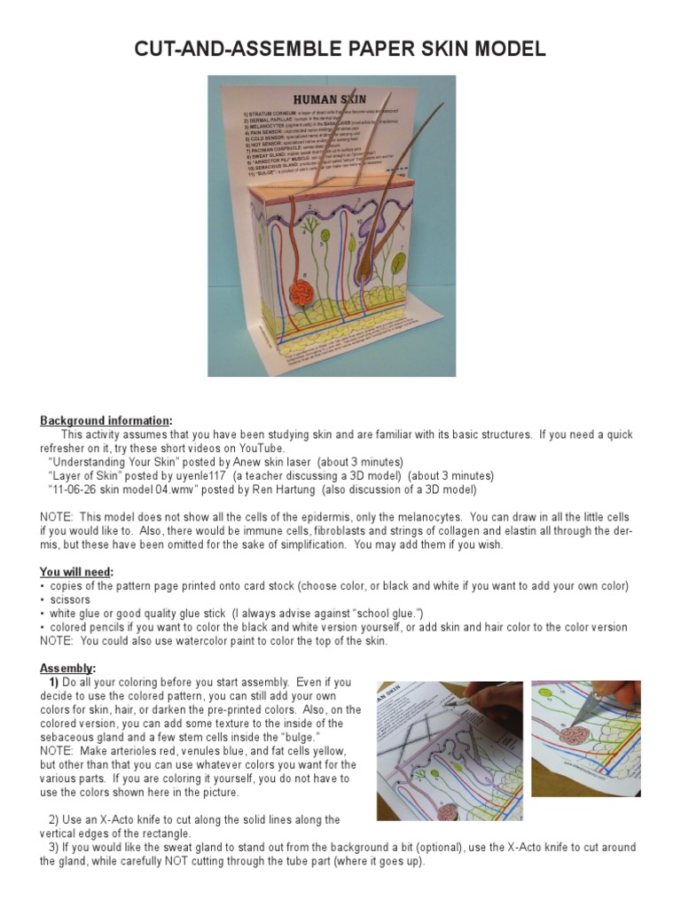 Cut-And-Assemble Paper Skin Model: Background Information | Download ...