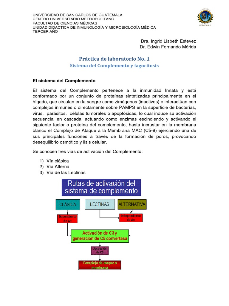 El Sistema Del Complemento y Fagocitosis Practica 2022 | PDF | Fagocito | Sistema complementario