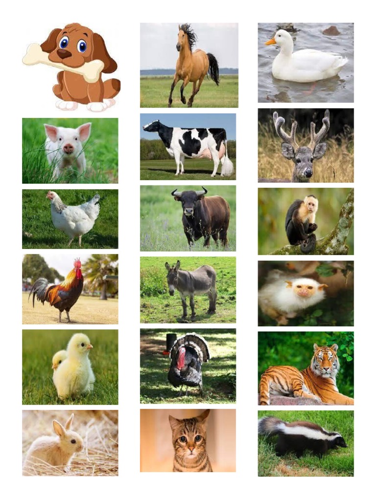 Animales | PDF