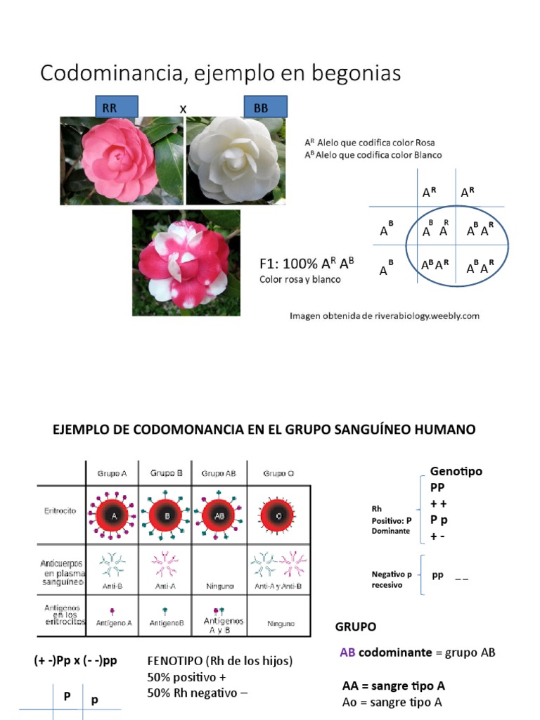 Ejemplos de Codominancia Sanguínea | PDF | Dominancia (Genética) | Tipo ...