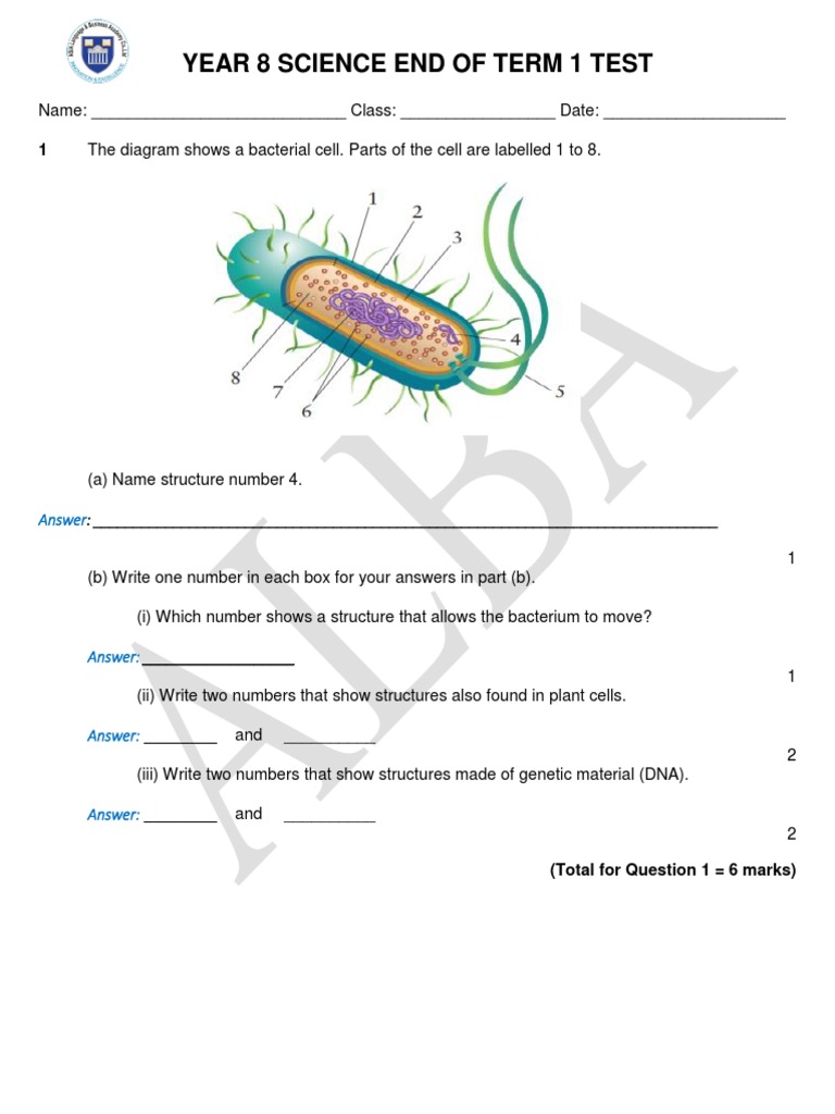 Year 8 Science End of Term 1 Test: Answer | PDF | Soil | Digestion