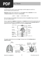 Year 8 Breathing and Respiration | PDF | Respiratory System | Breathing