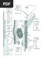 Bula do Vóric (Trometamol Cetorolaco) | PDF | Gravidez | Analgésico
