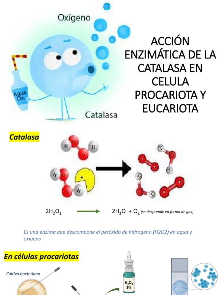 3.accion Enzimatica de La Catalasa | PDF