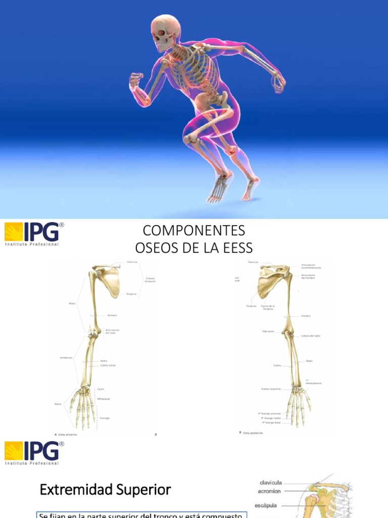 aparato locomotor - huesos de EESS | PDF