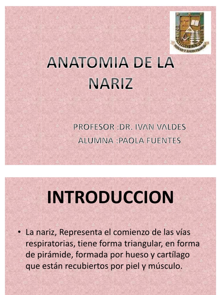 Anatomia de La Nariz | PDF | Cabeza y cuello humanos | Anatomía humana