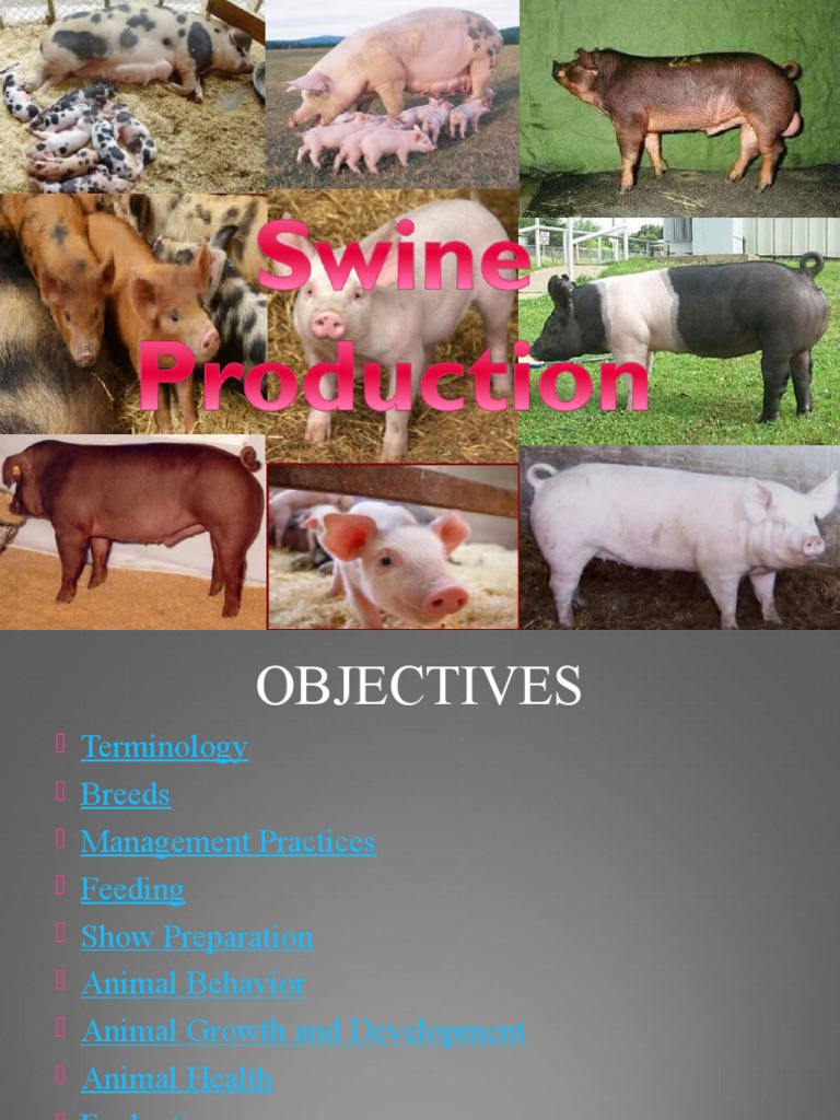 Swine Production Pdf Pig Animals And Humans