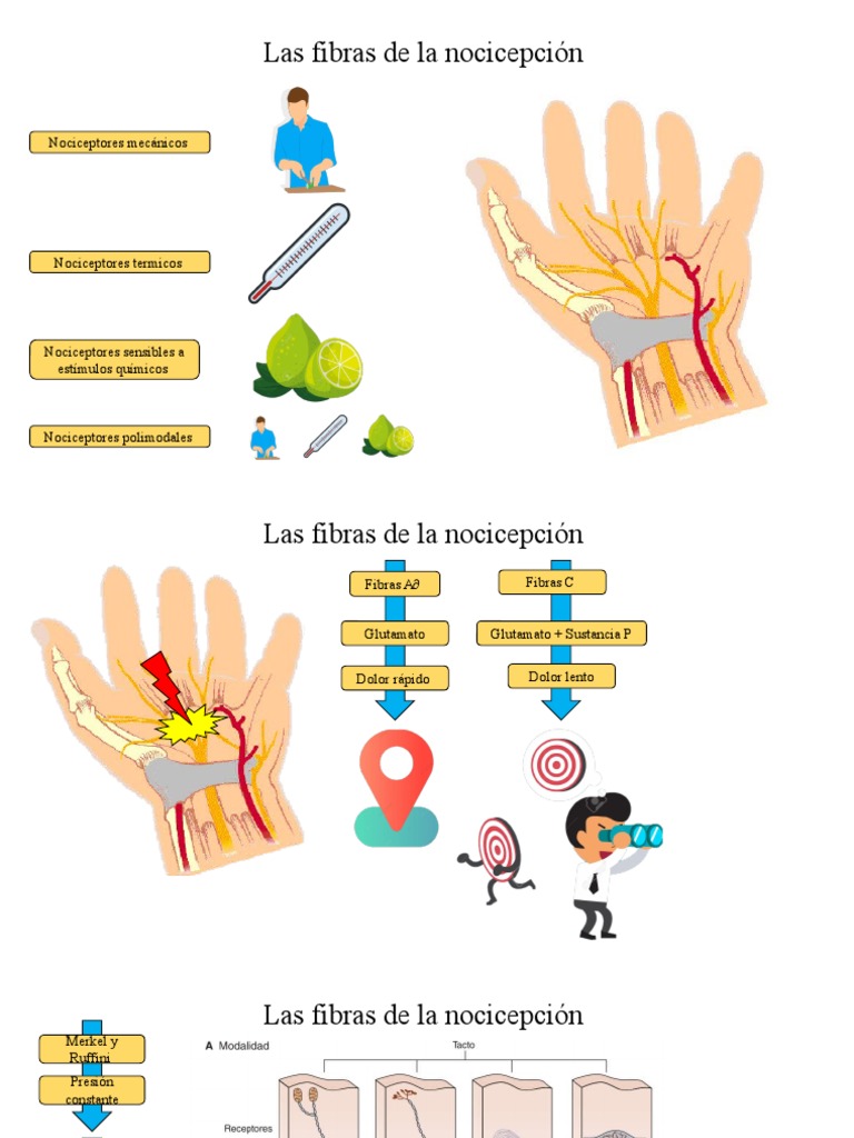 Las Fibras De La Nocicepción Tipos Receptores Y Codificación