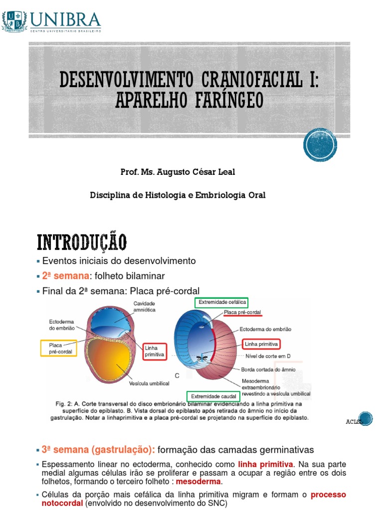Desenvolvimento Craniofacial I-Aparelho Farã - Ngeo | PDF | Anatomia ...