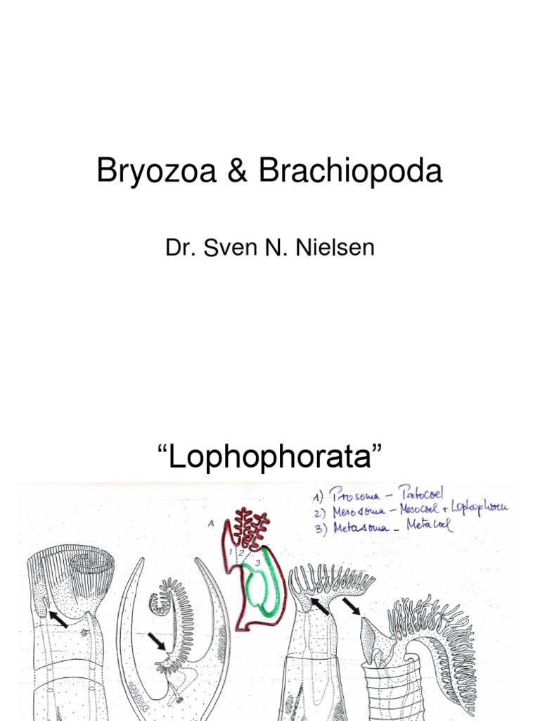 04 Bryozoa Brachiopoda | PDF | Protostomas | Phyla animal