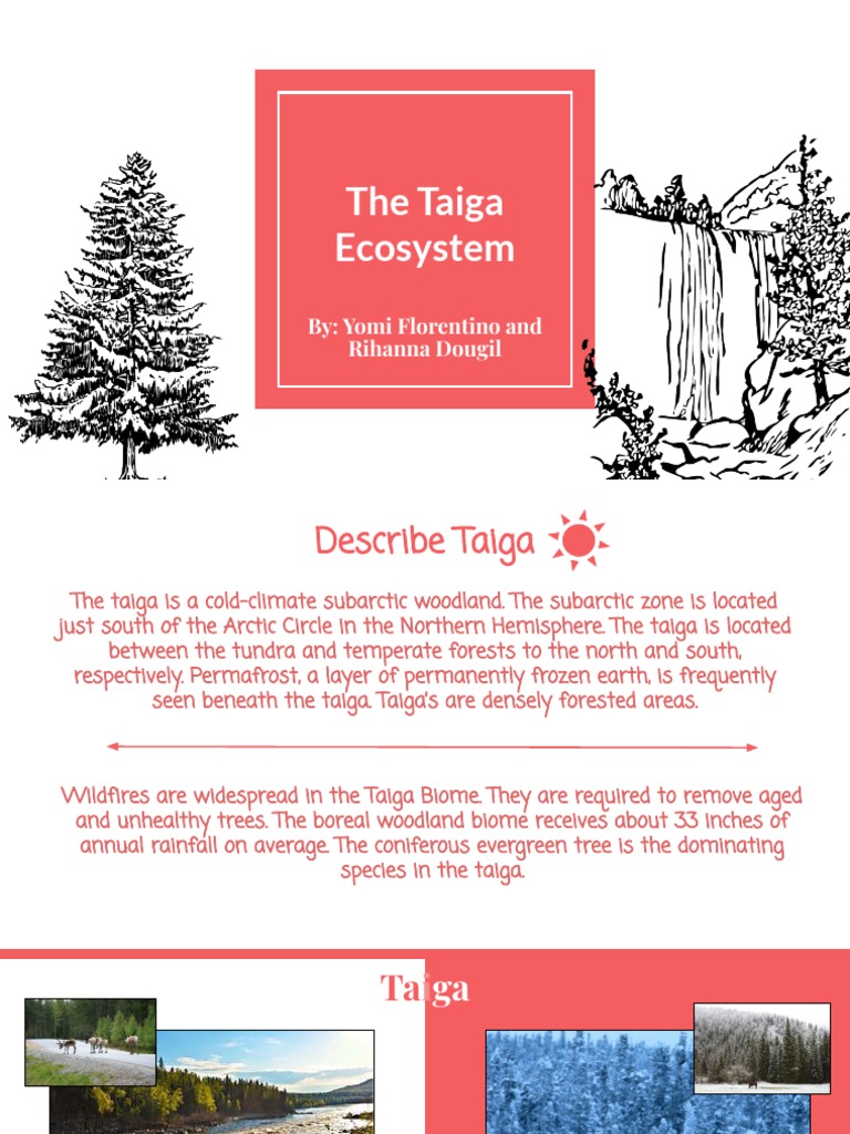 Taiga Biome Food Chains Explained | PDF | Organisms | Ecology