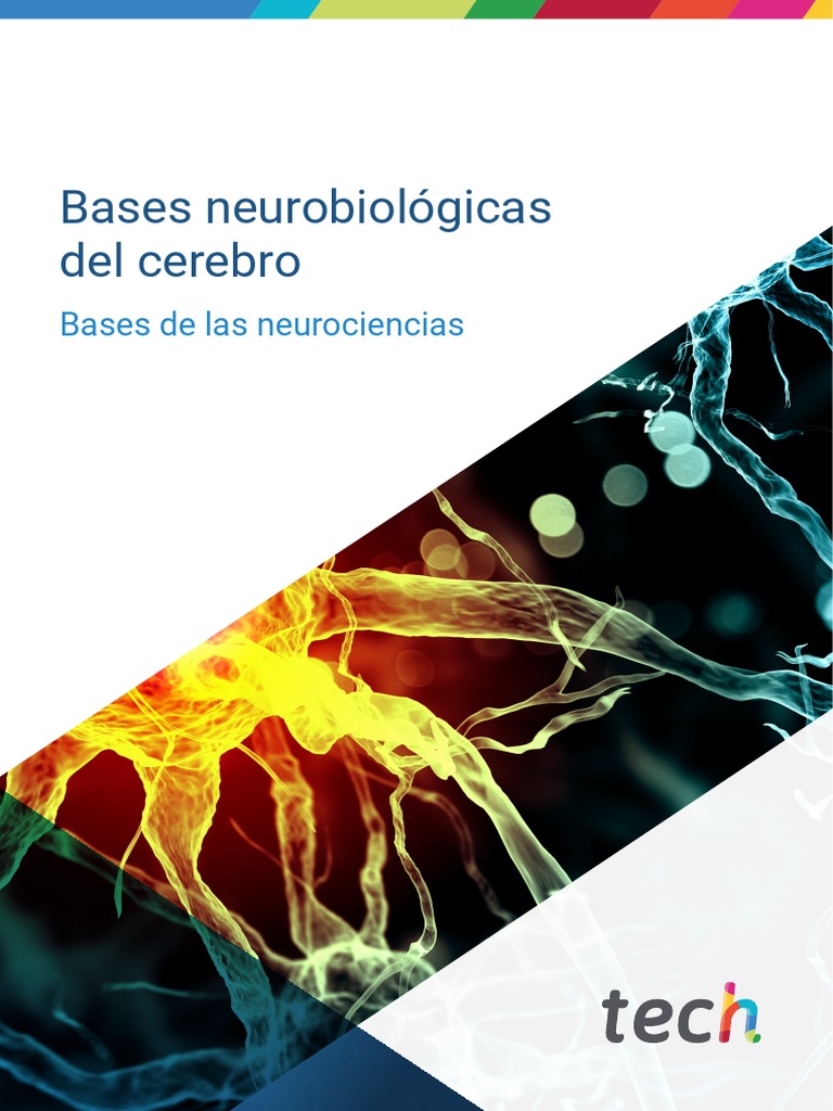 Bases Neurobilogicas Del Cerebro | PDF | Cerebro | Neurona