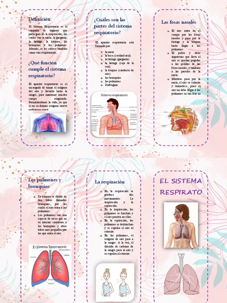 Tríptico | PDF | Pulmón | Sistema respiratorio