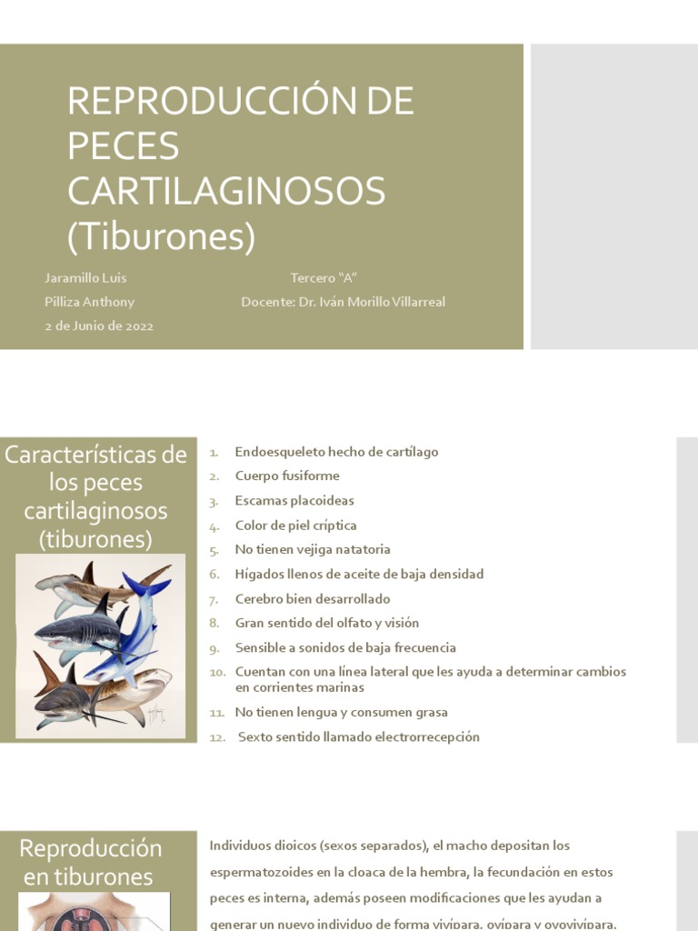 Condrictios | PDF | Tiburones | Zoología